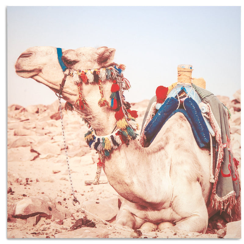 Camel - ModShop